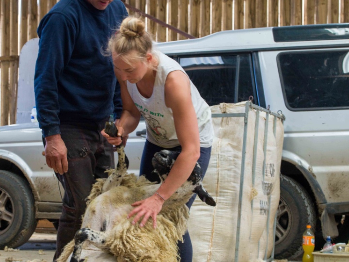 Shearing Courses go LIVE in February - British Wool