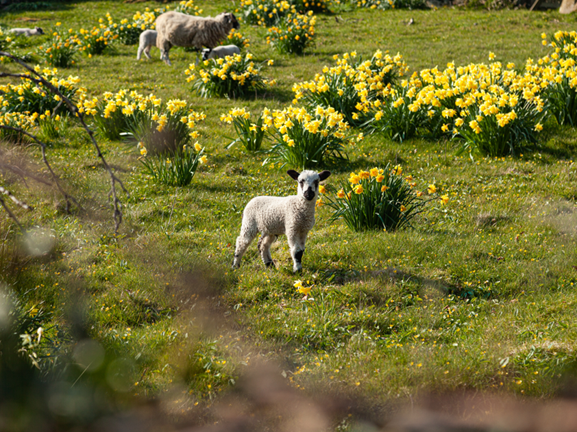 Learning - British Wool