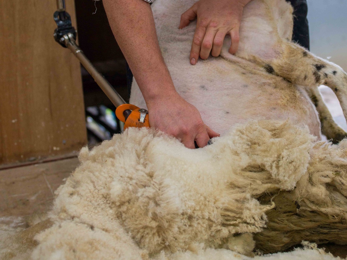 Shearing - British Wool