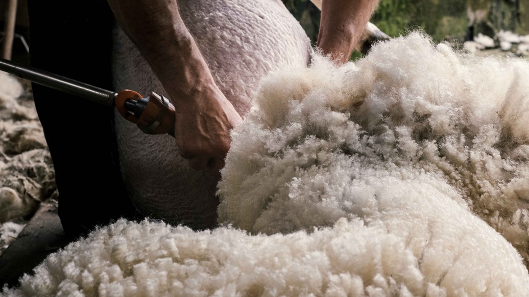Shearing Information - British Wool