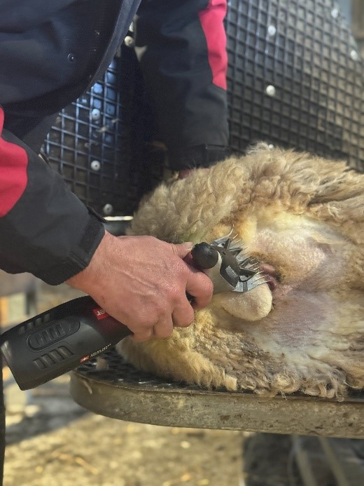 New Heiniger battery-operated clipper - British Wool