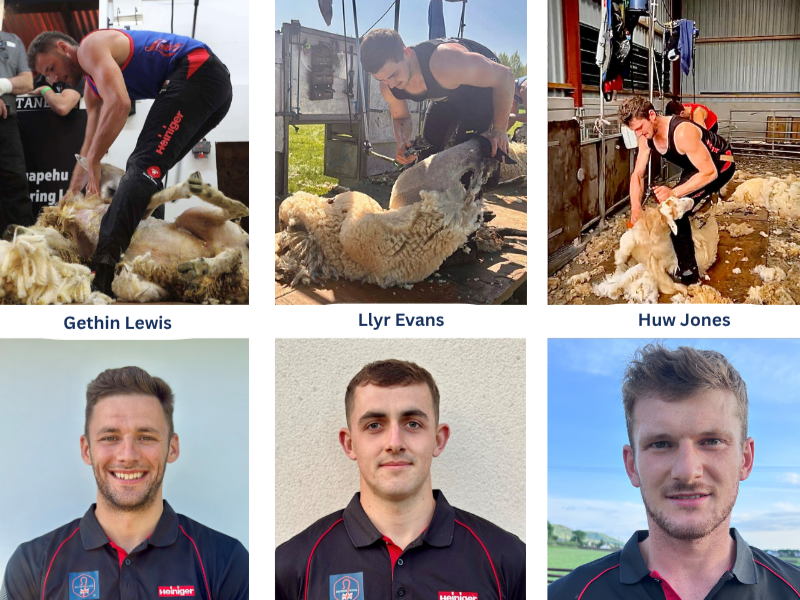 Shear Brilliance of Welsh shearers - British Wool